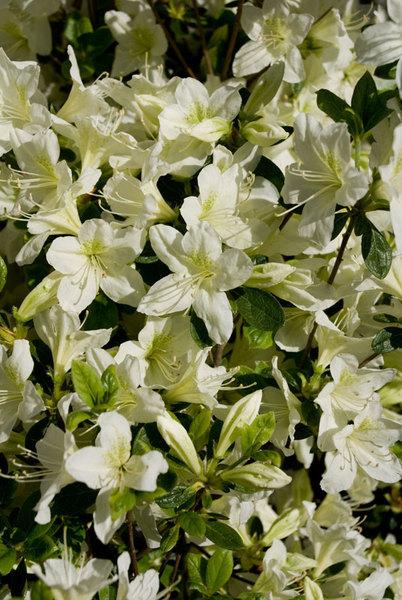 Azalea Spp. - The Chelsea Gardener