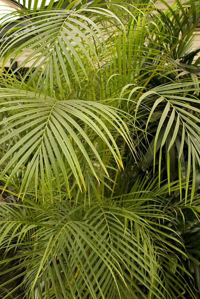 Areca Palm Care Outdoor