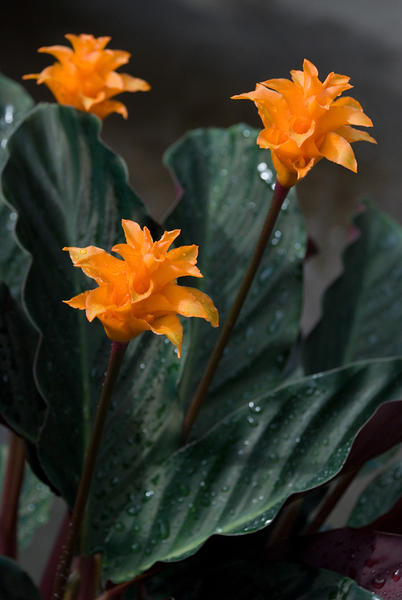 Calathea Crocata - The Chelsea Gardener