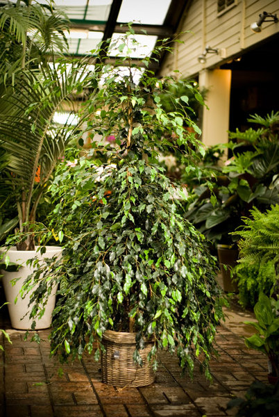 Ficus Benjamina - The Chelsea Gardener