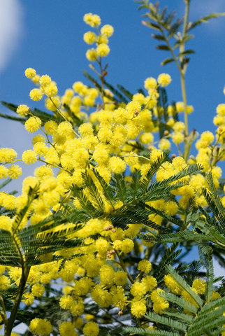 Acacia Mimosa Dealbata - The Chelsea Gardener